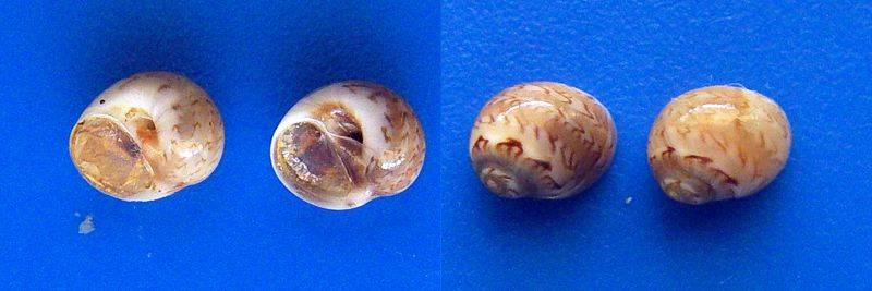 shellauction.net :: Euspira nitida - 3352776