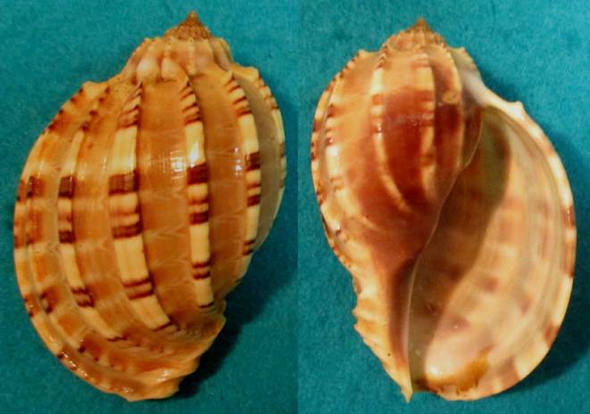 shellauction.net :: Harpa davidis - 3353232