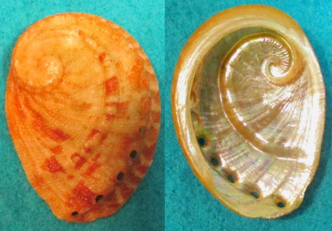 shellauction.net :: Haliotis parva - 3353408