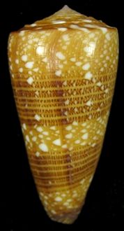 shellauction.net :: Conus nobilis victor - 3353490