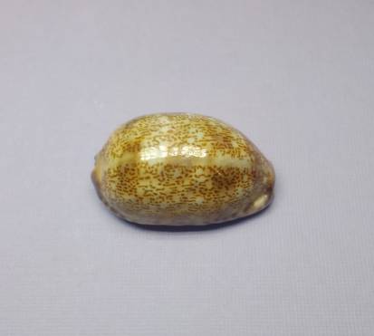 shellauction.net :: Mauritia eglantina - 3356579