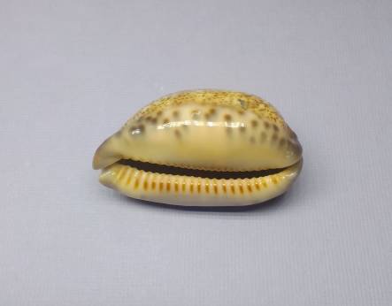 shellauction.net :: Mauritia eglantina - 3356579