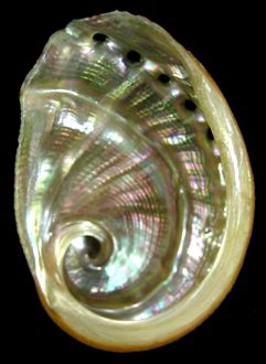 shellauction.net :: Haliotis parva - 3358105