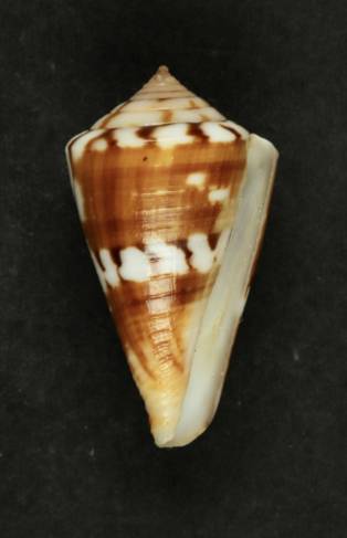 shellauction.net :: Conus orion - 3360643