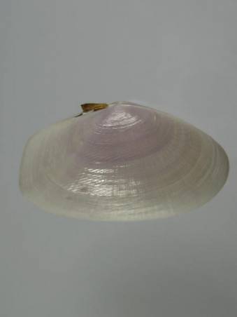 shellauction.net :: Gari truncata - 3361013