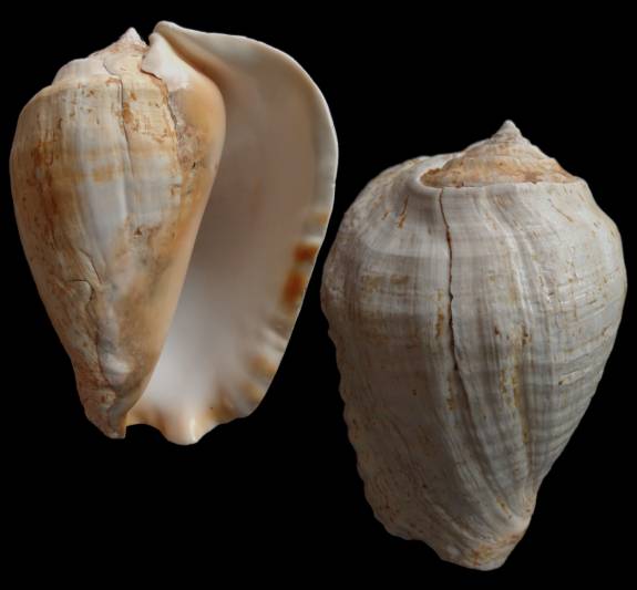 shellauction.net :: Strombus galeatus - 3362196