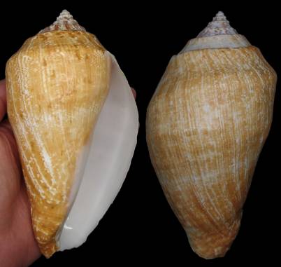 shellauction.net :: Strombus galeatus - 3362542