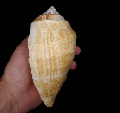 shellauction.net :: Strombus galeatus - 3362542