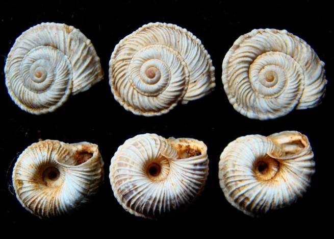 shellauction.net :: Cernuella rugosa - 3363517