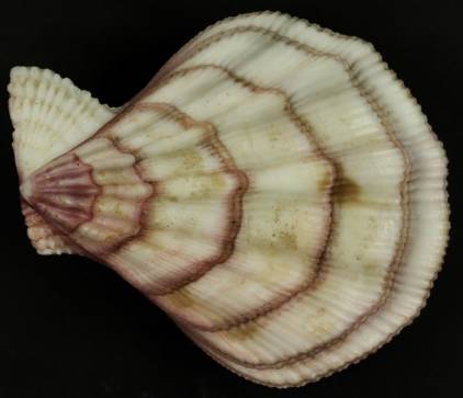 shellauction.net :: Swiftopecten swiftii - 3365058