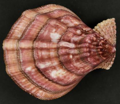 shellauction.net :: Swiftopecten swiftii - 3365062