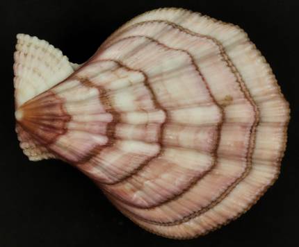 shellauction.net :: Swiftopecten swiftii - 3365062