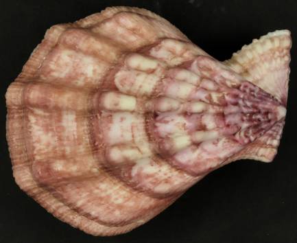 shellauction.net :: Swiftopecten swiftii - 3365065