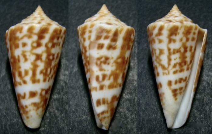 shellauction.net :: Conus gradatus thaanumi - 3365574