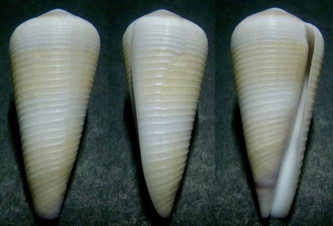 shellauction.net :: Conus terebra - 3366925