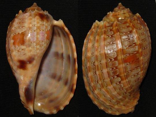 shellauction.net :: Harpa doris - 3368369