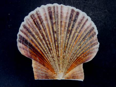 shellauction.net :: Pecten pyxidatus - 3368834
