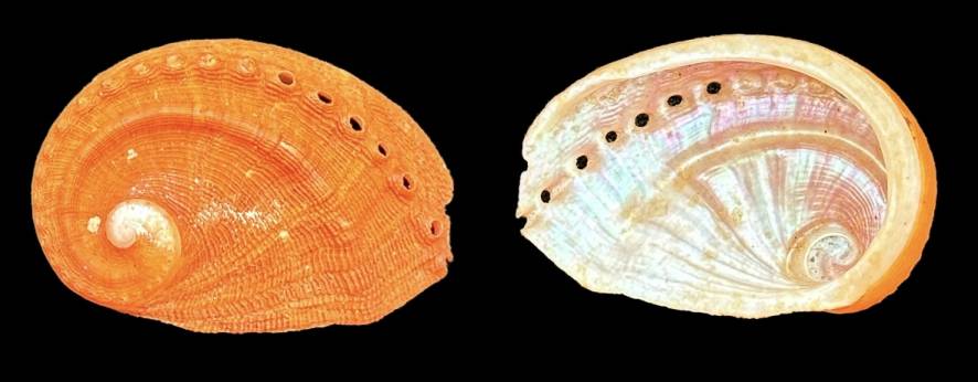 shellauction.net :: Haliotis parva - 3369184