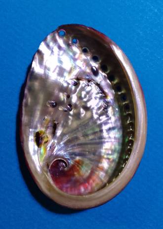 shellauction.net :: Haliotis midae - 3369371