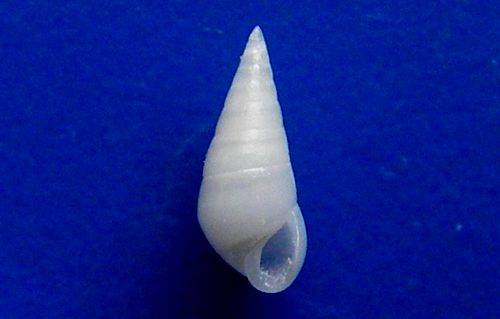 shellauction.net :: Melanella petitiana - 3370346