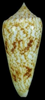 shellauction.net :: Conus neptunus - 3370447