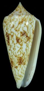 shellauction.net :: Conus neptunus - 3370447