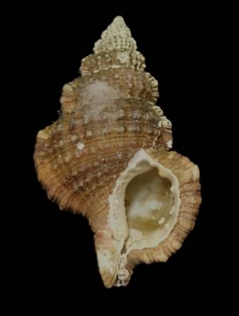 shellauction.net :: Gyrineum natator - 3373676