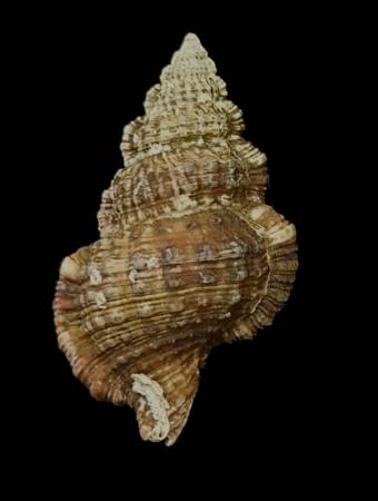 shellauction.net :: Gyrineum natator - 3373676