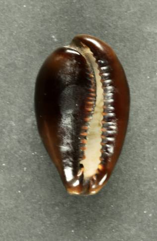 shellauction.net :: Cypraea onyx draco - 3375061