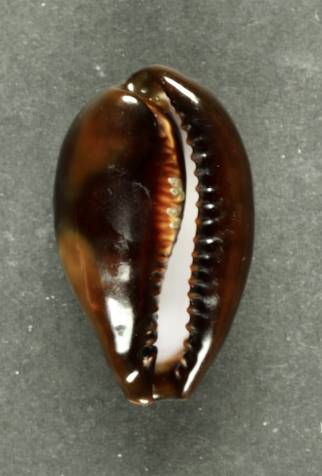 shellauction.net :: Cypraea onyx draco - 3375063