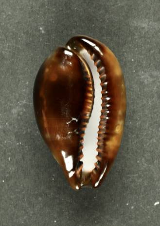 shellauction.net :: Cypraea onyx draco - 3375067