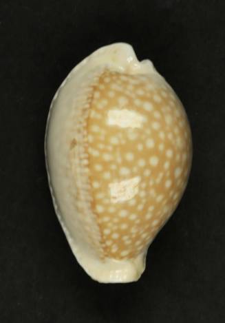 shellauction.net :: Cypraea miliaris magistra - 3375171