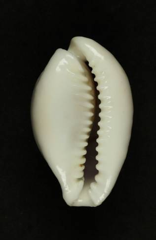 shellauction.net :: Cypraea miliaris magistra - 3375171