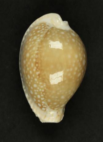 shellauction.net :: Cypraea miliaris magistra - 3375176