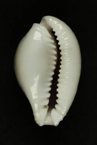 shellauction.net :: Cypraea miliaris magistra - 3375176