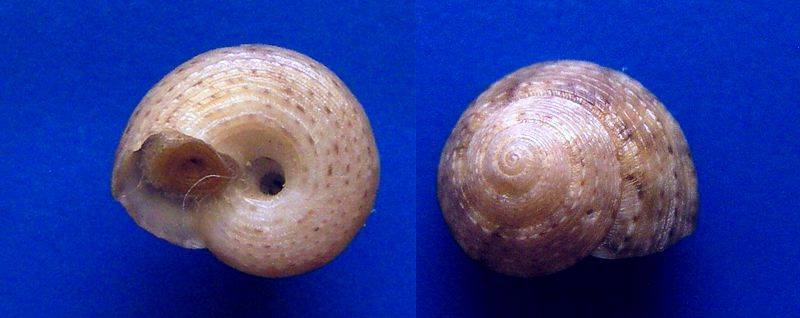 shellauction.net :: Gibbula philberti - 3375978