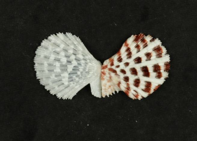 shellauction.net :: Pascahinnites coruscans coruscans - 3376891