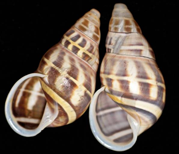 shellauction.net :: Amphidromus inconstans wetaranus - 3377526