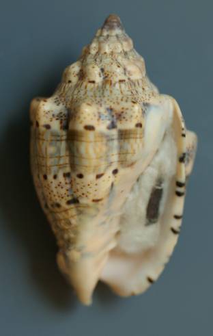 shellauction.net :: Voluta musica - 3379552