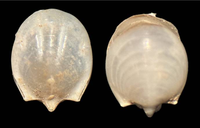 shellauction.net :: Cavolinia globulosa - 3380862