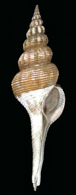 shellauction.net :: Fusinus forceps - 3381388