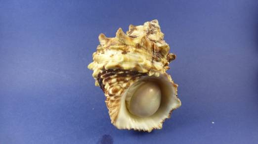 shellauction.net :: Turbo radiatus - 3383853