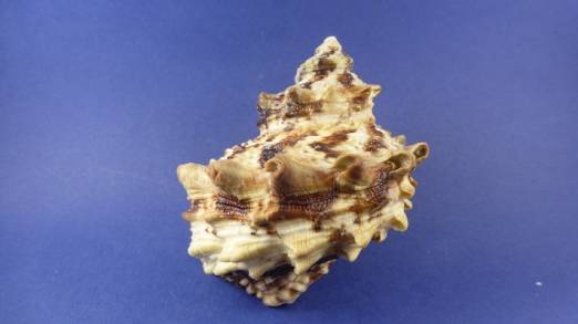 shellauction.net :: Turbo radiatus - 3383853