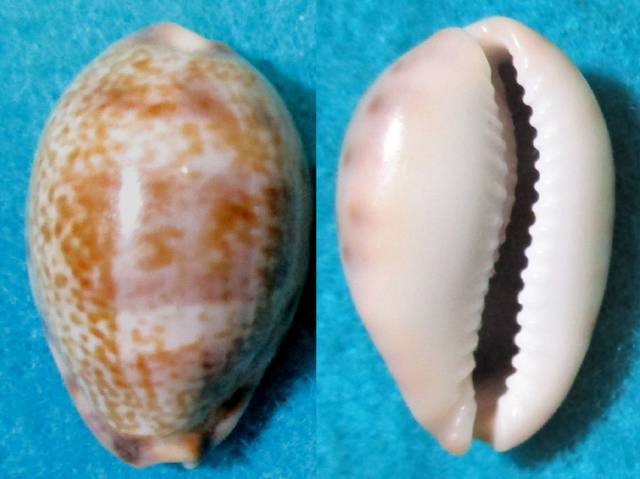 shellauction.net :: Erronea vredenburgi - 3383938