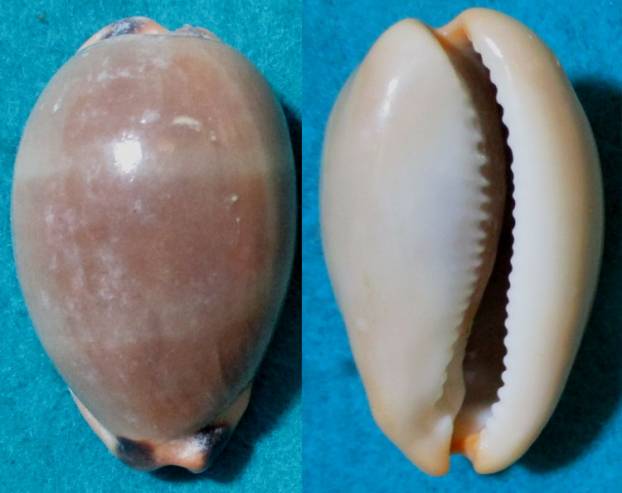 shellauction.net :: Luria lurida - 3383949