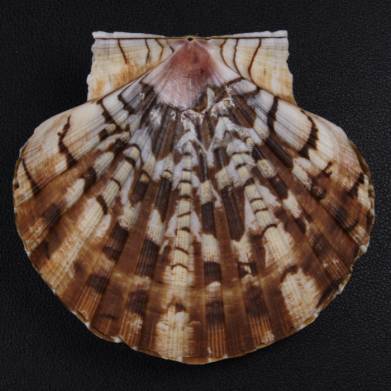 shellauction.net :: Pecten maximus f. maculata - 3384934