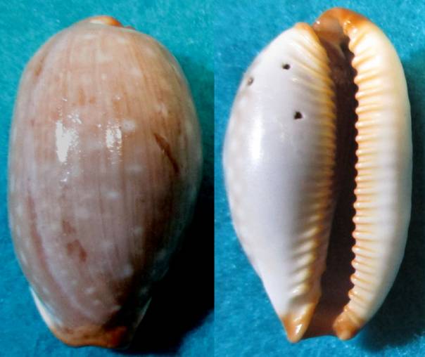 shellauction.net :: Staphylaea limacina clarissa fm - 3386259