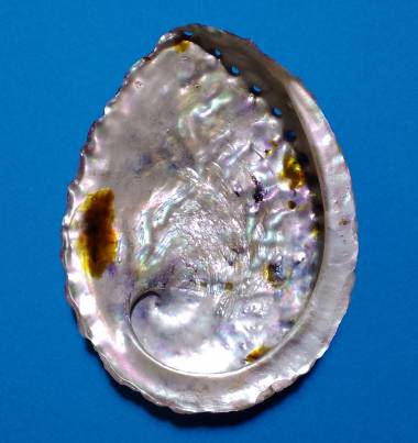 shellauction.net :: Haliotis midae - 3388916