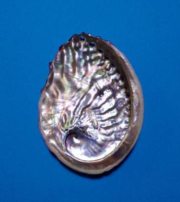 shellauction.net :: Haliotis midae - 3388926