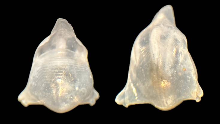 shellauction.net :: Diacavolinia longirostris - 3388969